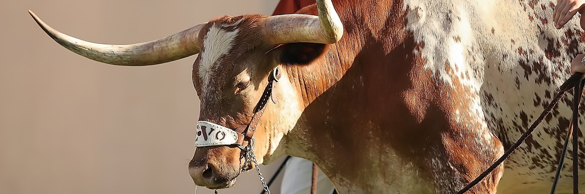 How Bevo (Really) Got His Name – Blairfield Realty